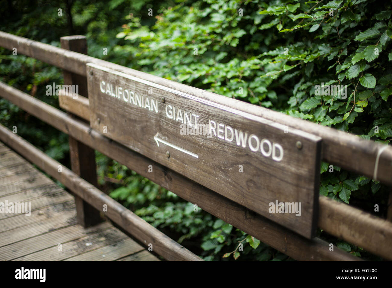 Californian Giant Redwood sign Stock Photo - Alamy