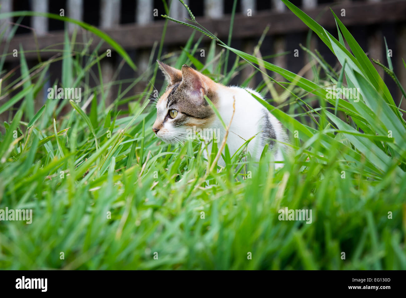 Cat stalking hi-res stock photography and images - Alamy
