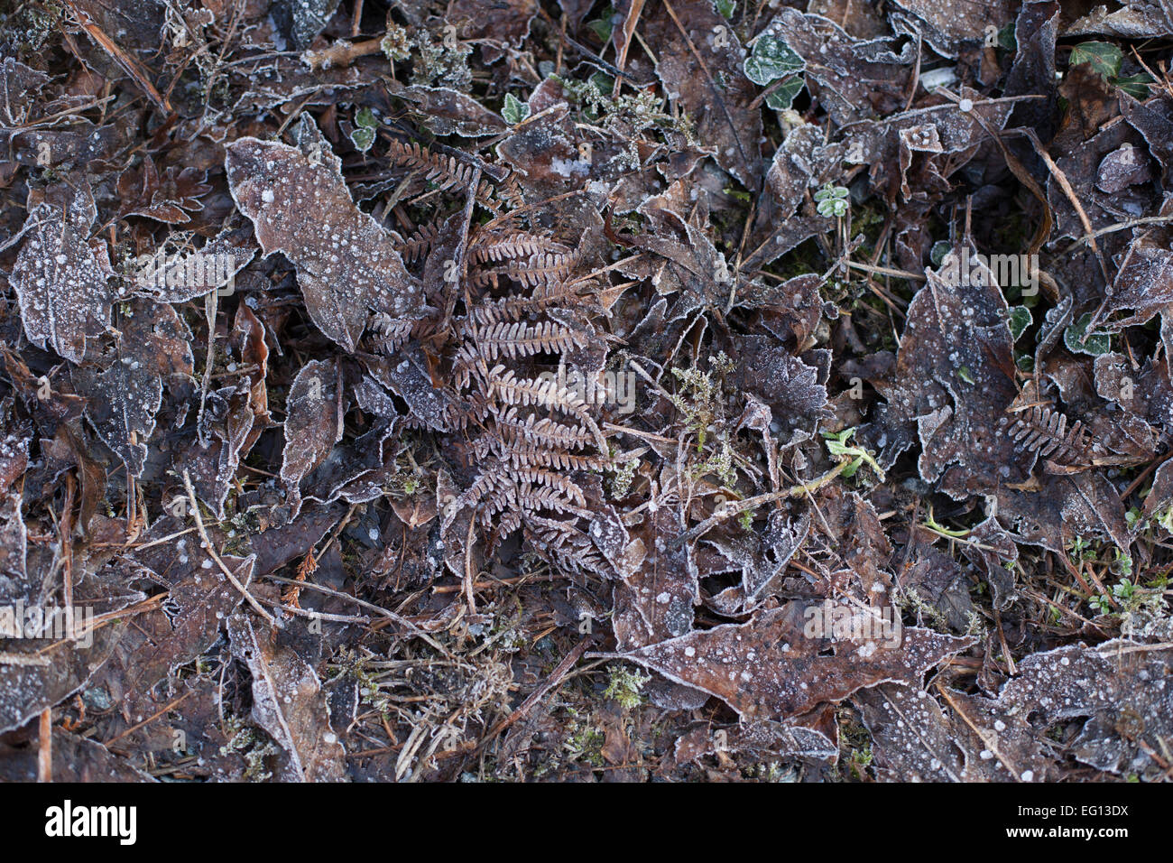 Decaying leaves hi-res stock photography and images - Alamy