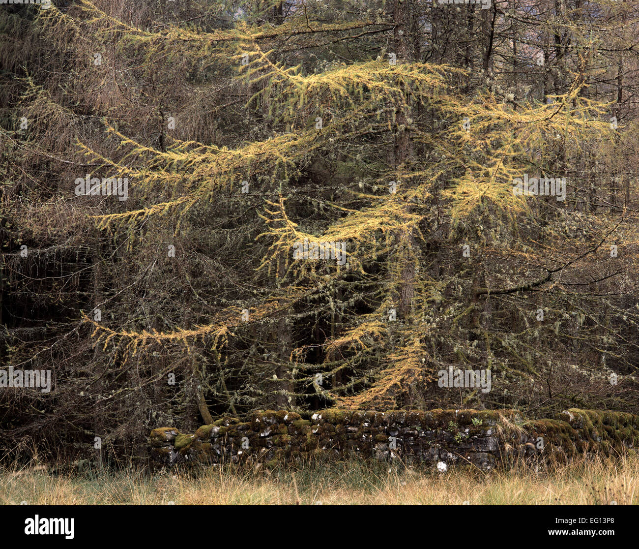 Larch tree autumn scotland hi-res stock photography and images - Alamy