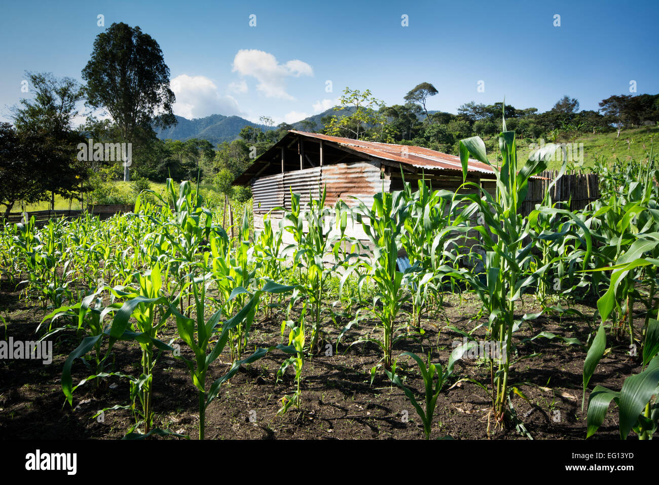 Corn field barn hi-res stock photography and images - Alamy