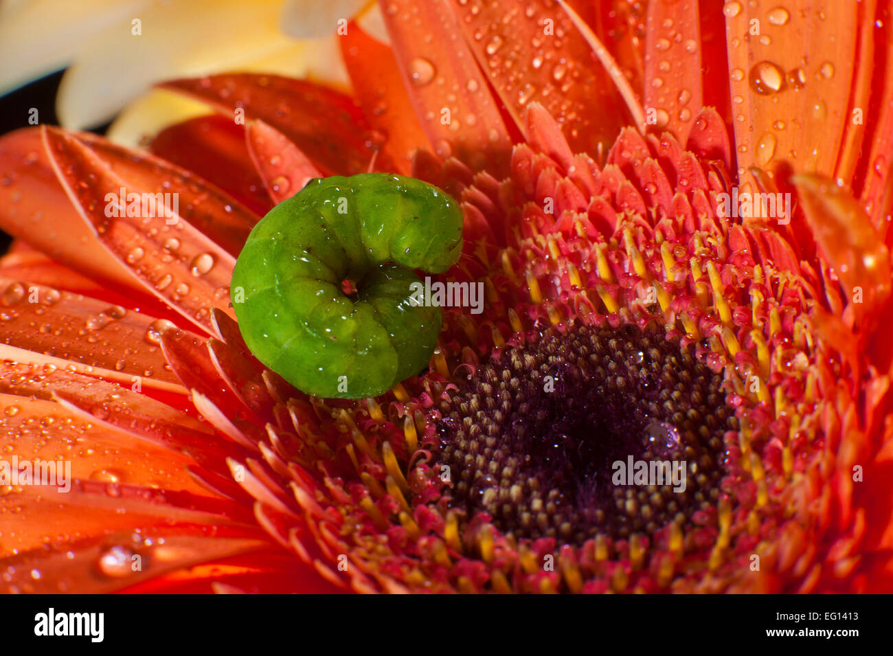 Caterpillar flower hi-res stock photography and images - Alamy