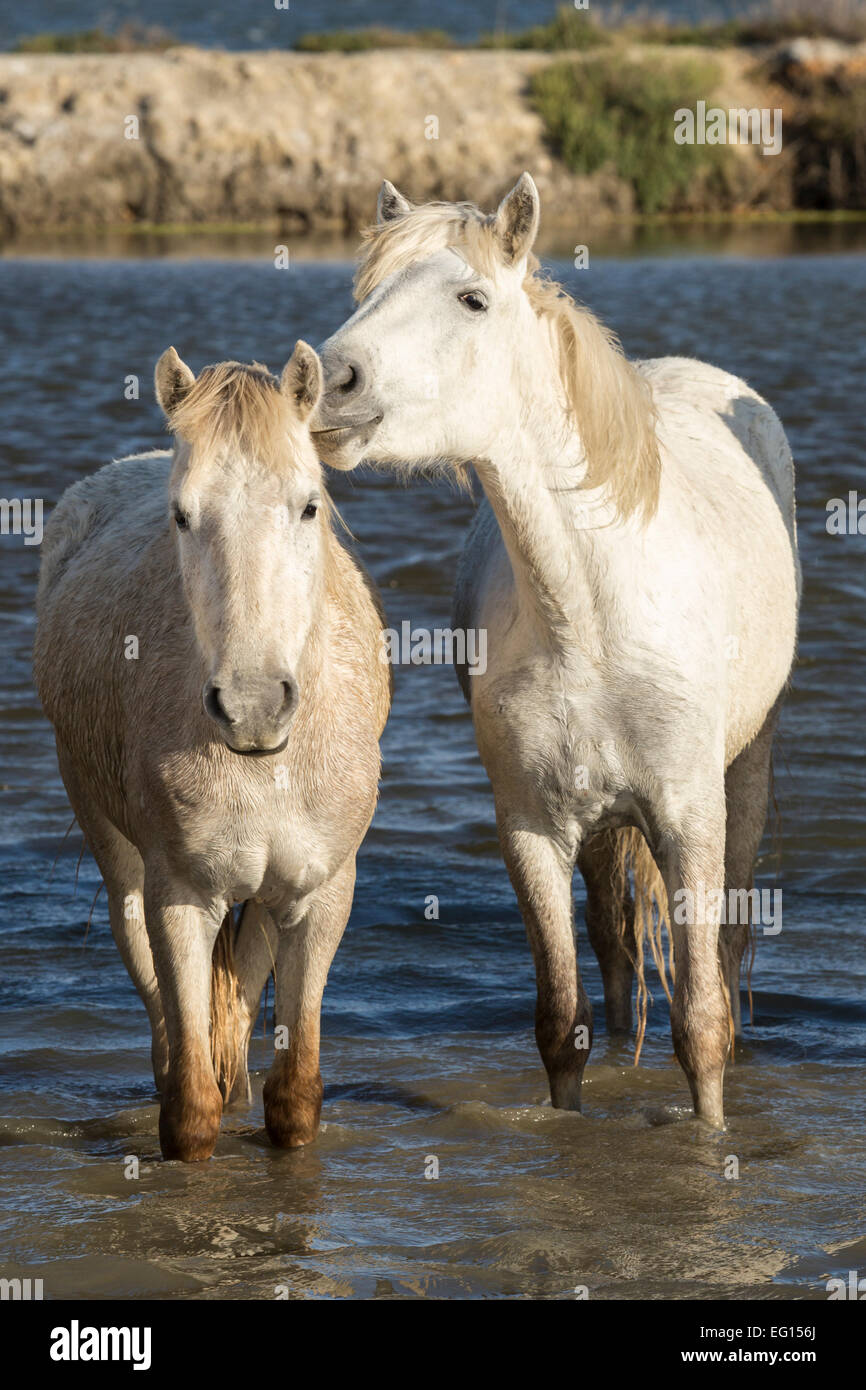 Nuzzling horses hi-res stock photography and images - Alamy
