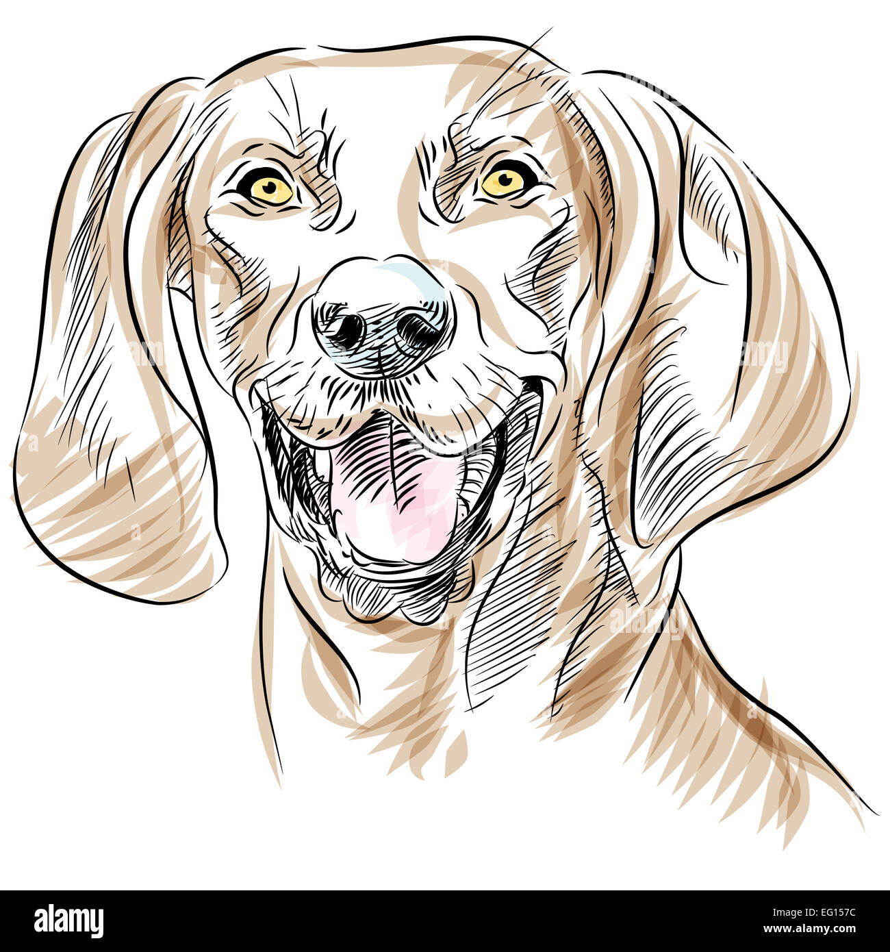 An image of the face of a Redbone Coonhound dog Stock Photo - Alamy