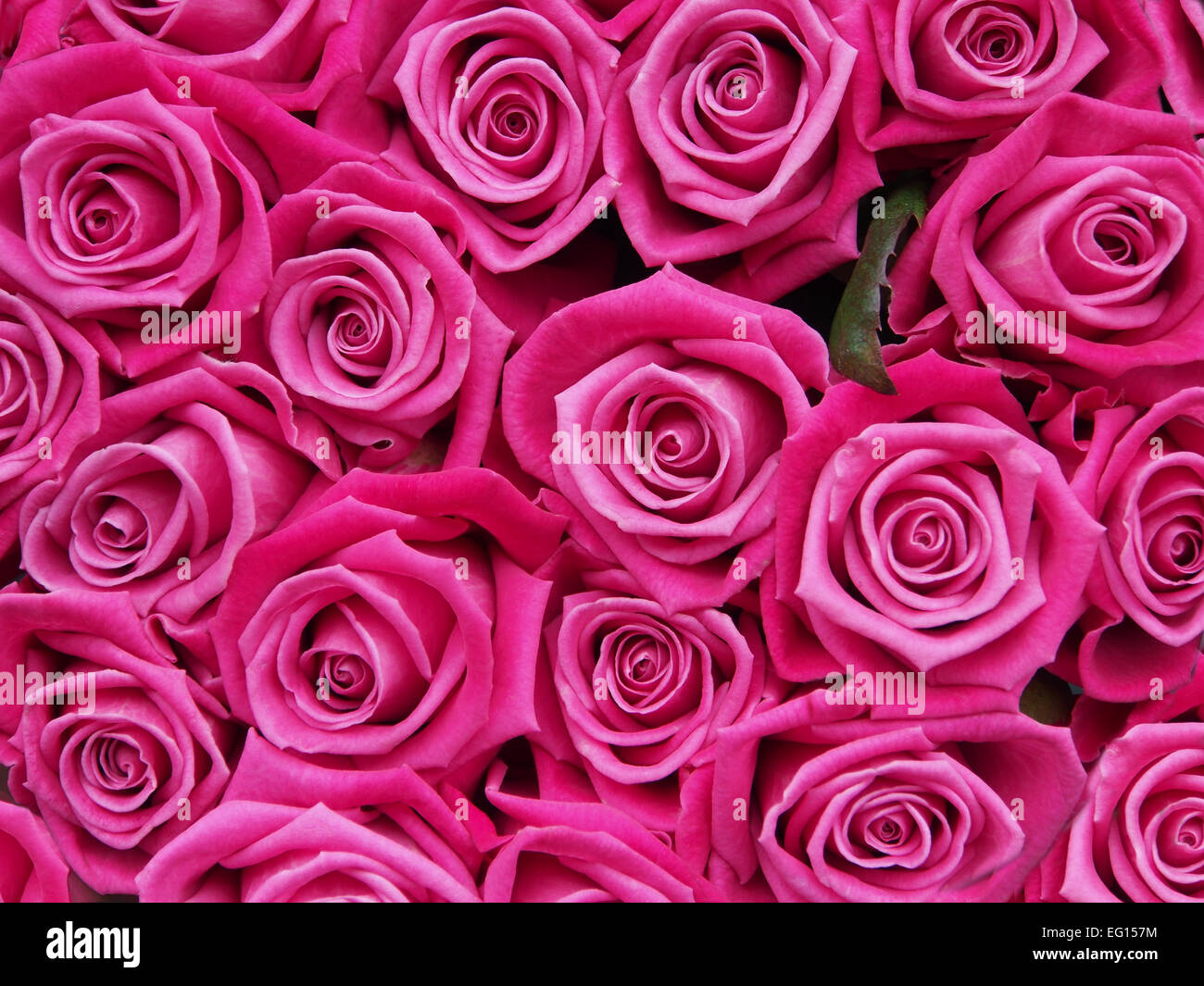 Close up of a bunch of pink roses Stock Photo - Alamy