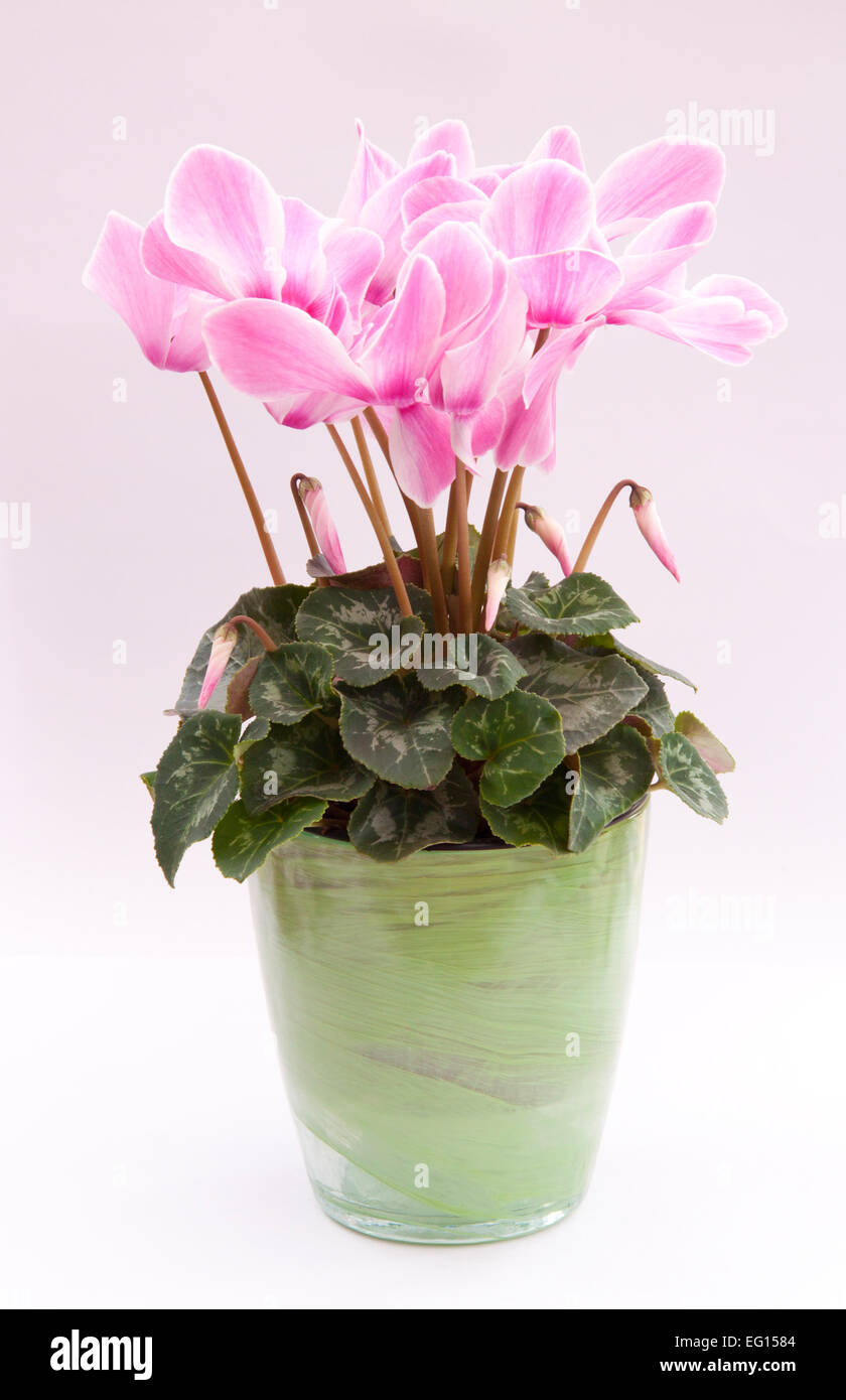 Cyclamen persicum-Hybride. Potted cyclamen persicum (a large "florists ...