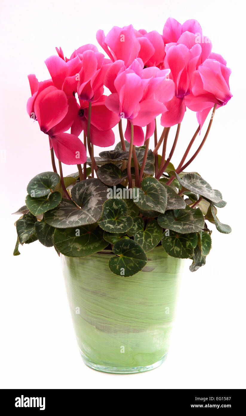 Cyclamen pot hi-res stock photography and images - Alamy