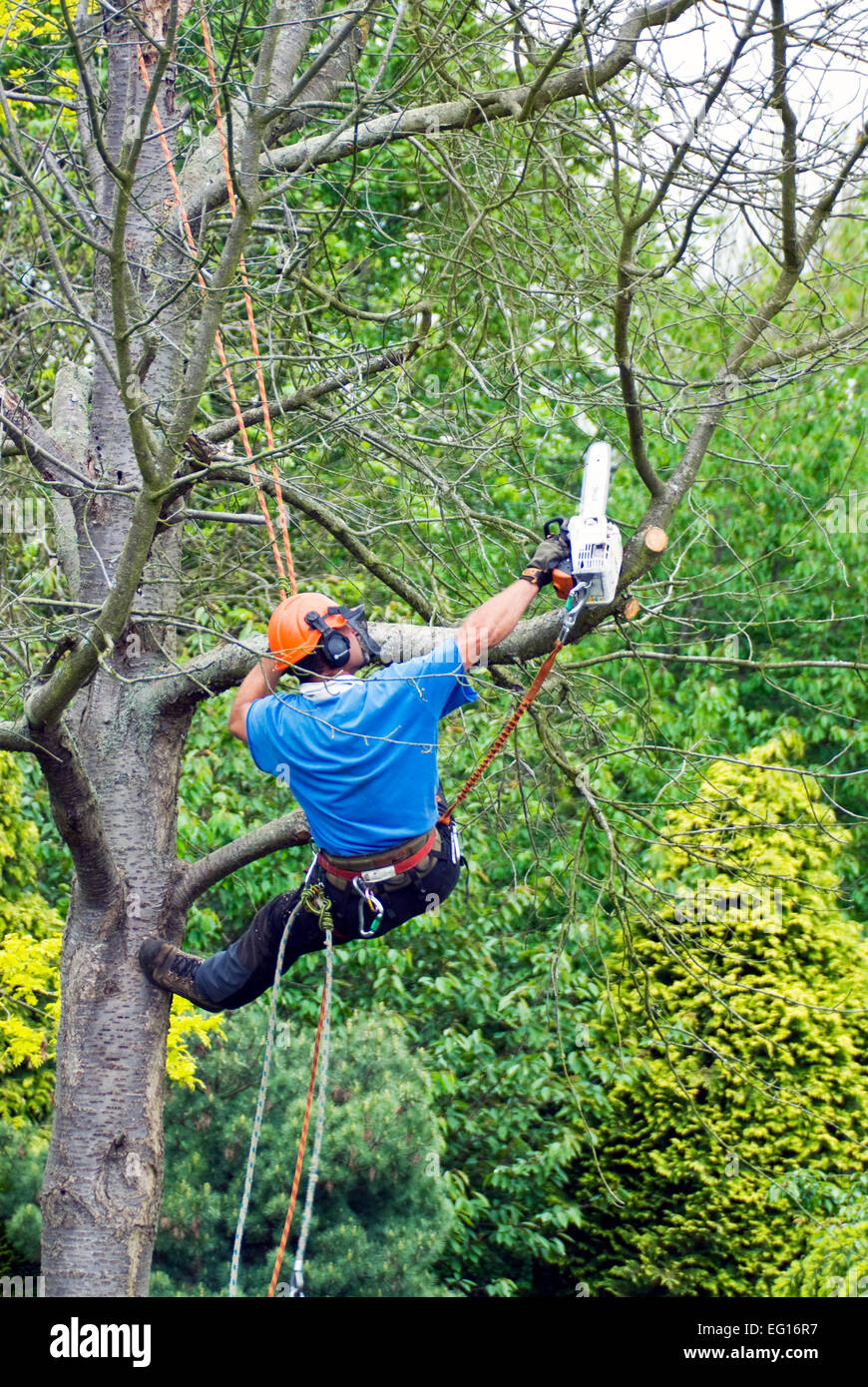 tree surgeon removing branches from a dead tree Stock Photo - Alamy