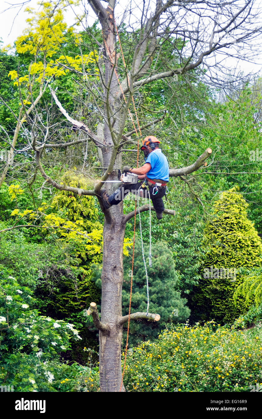tree surgeon removing branches from a dead tree Stock Photo - Alamy