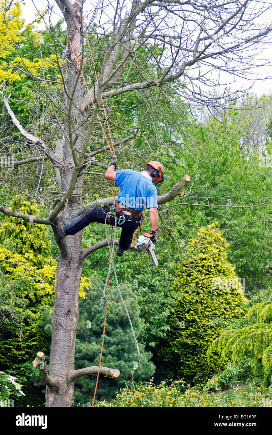 tree surgeon removing branches from a dead tree Stock Photo - Alamy