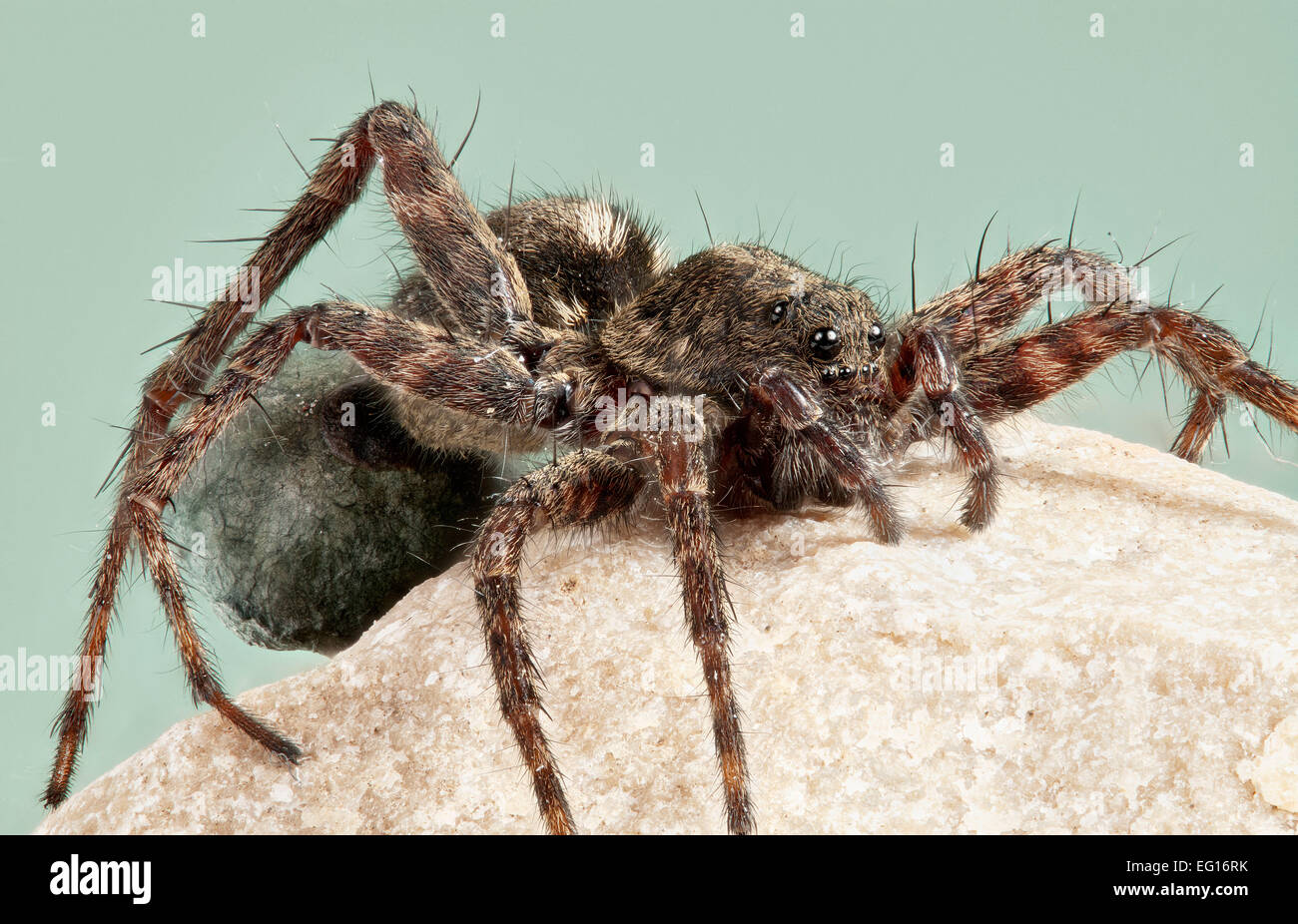 BMDBB6 Female spotted wolf spider Pardosa amentata with egg sac Stock ...