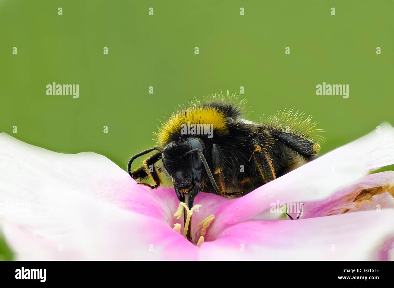 focus stacked image of bombus terrestist buff tailed bumble bee on a ...