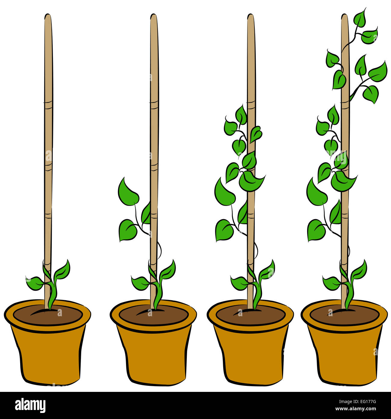 An image of the stages of a growing plant Stock Photo - Alamy