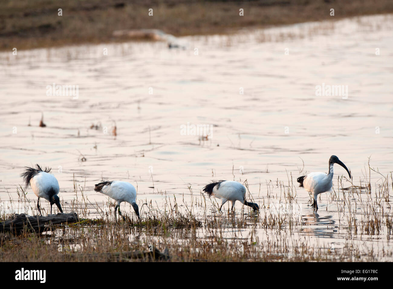 Mummified fish hi-res stock photography and images - Alamy