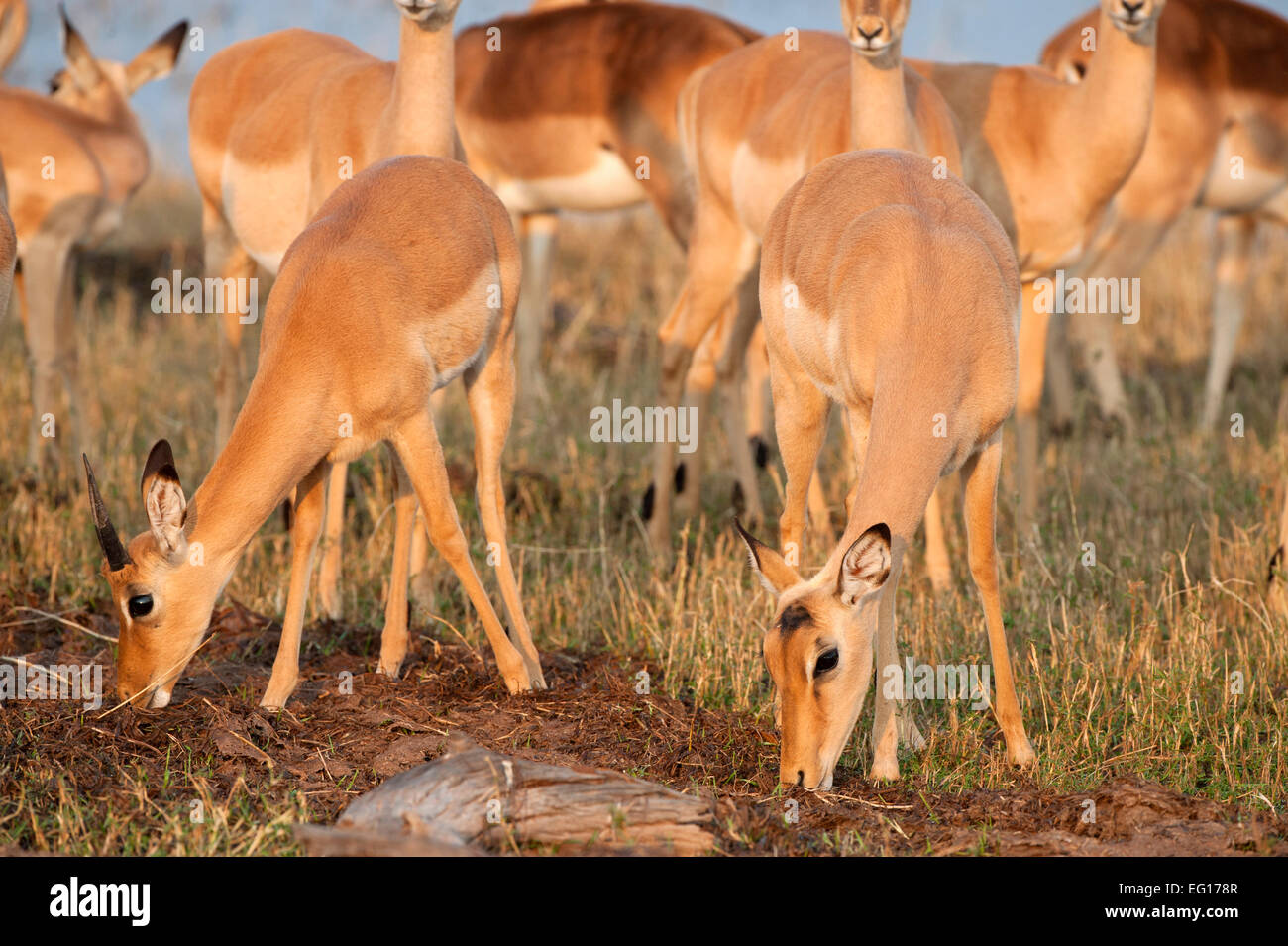 Eat impala hi-res stock photography and images - Alamy