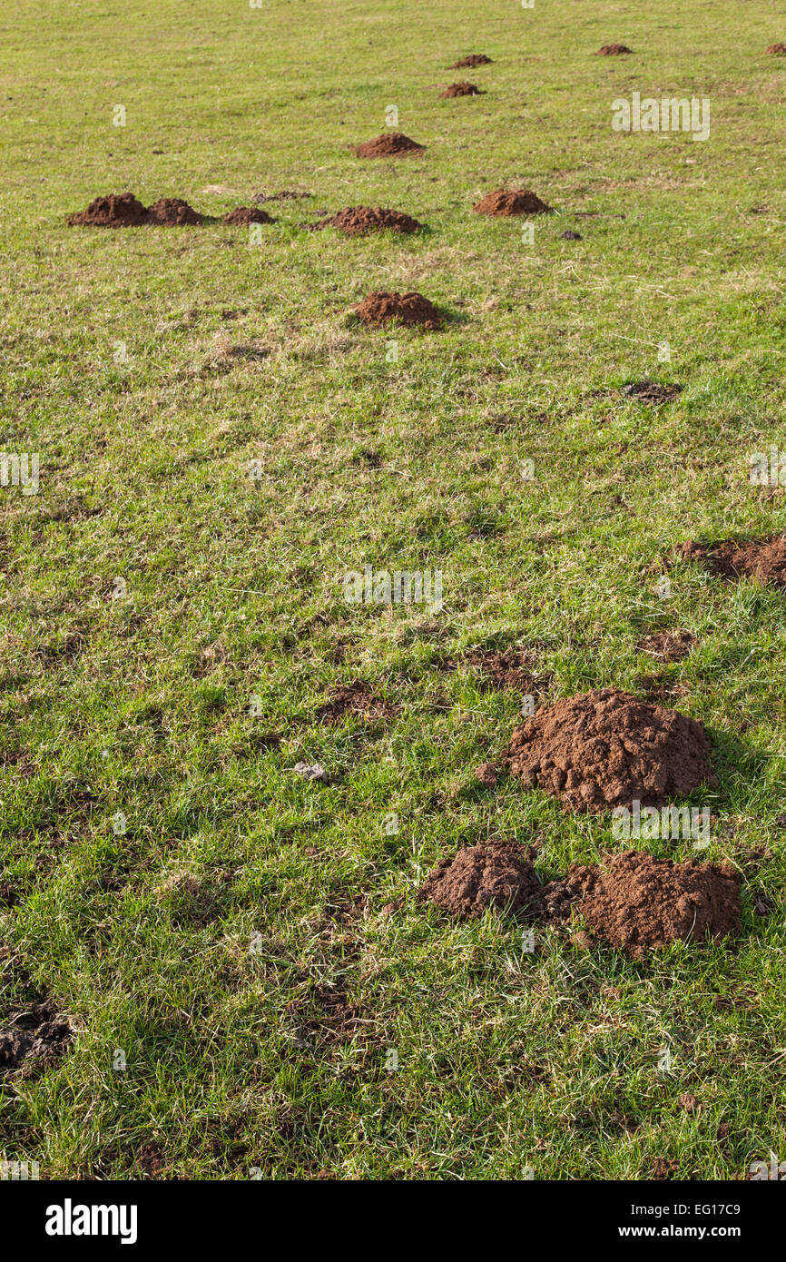 Field full of molehills Stock Photo - Alamy
