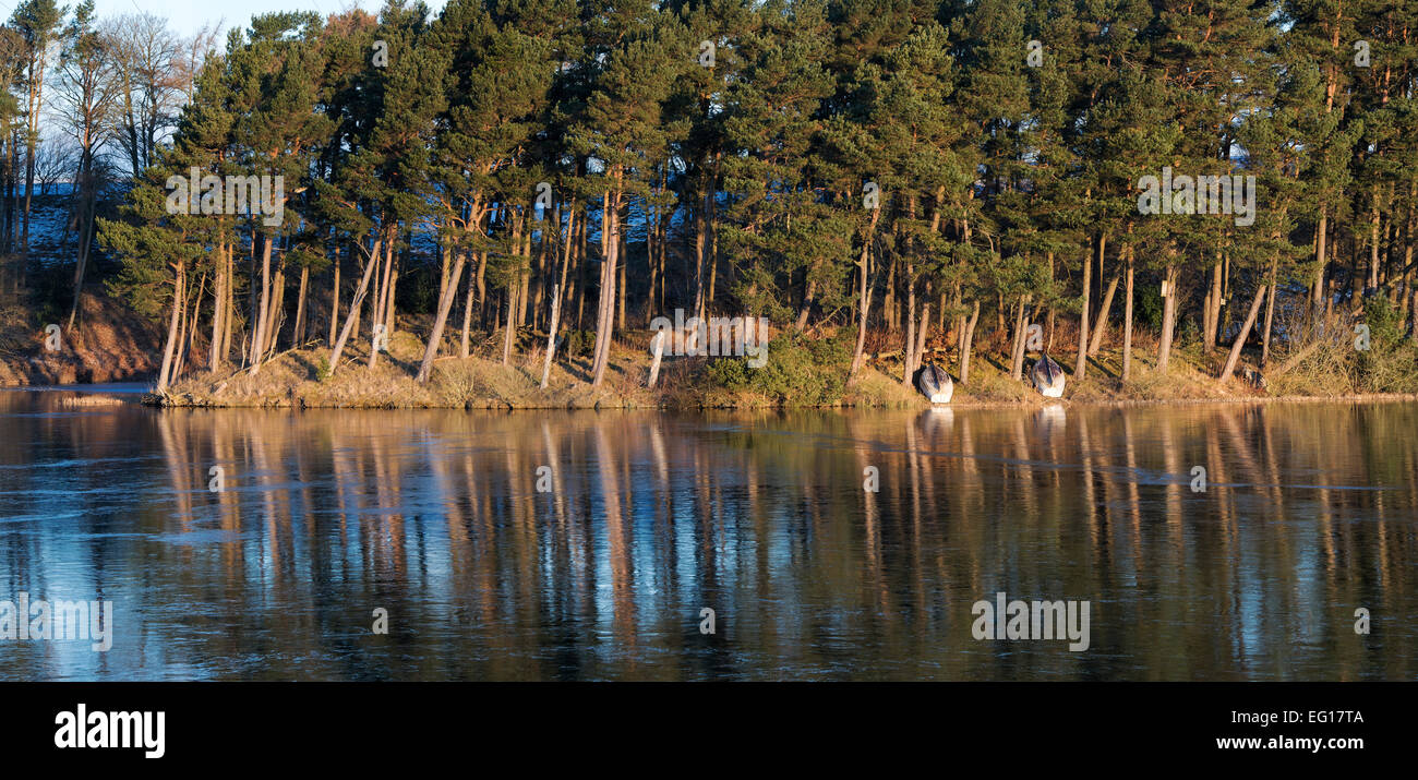 Morning sunlight on a frozen loch with pine tree reflections. Selkirk ...