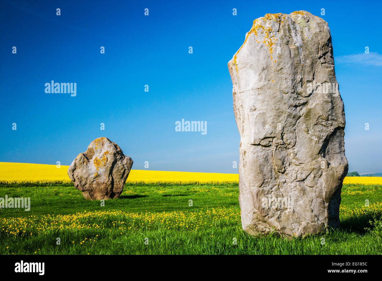 Sarsen stones standing near a field of rape in Avebury, Wiltshire Stock ...