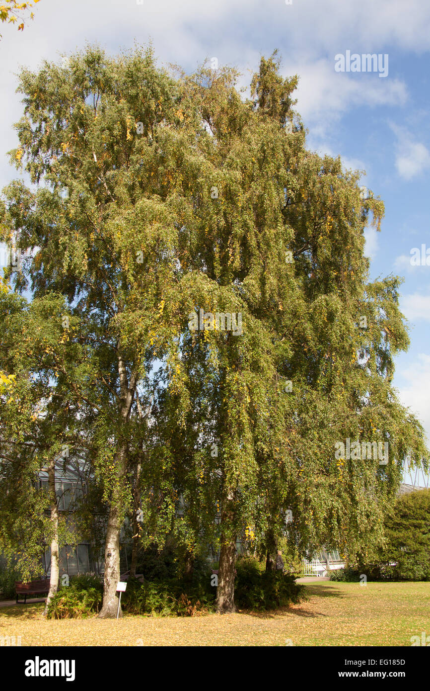 Autumnal view of Betula pendula tree within a UK garden Stock Photo - Alamy