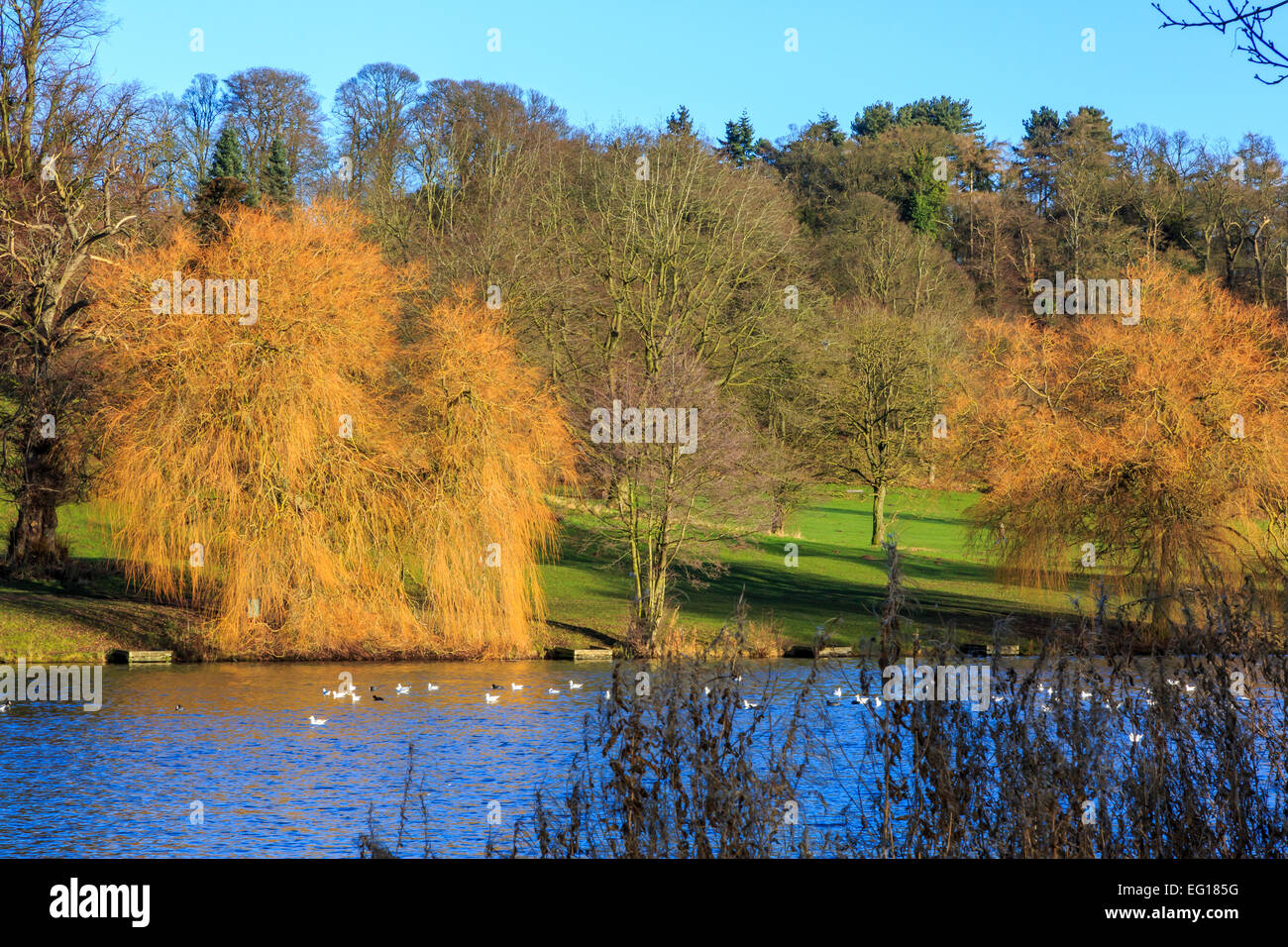 Scenic ;landscapes at Himley Hall & Park in Dudley, West Midlands - The ...