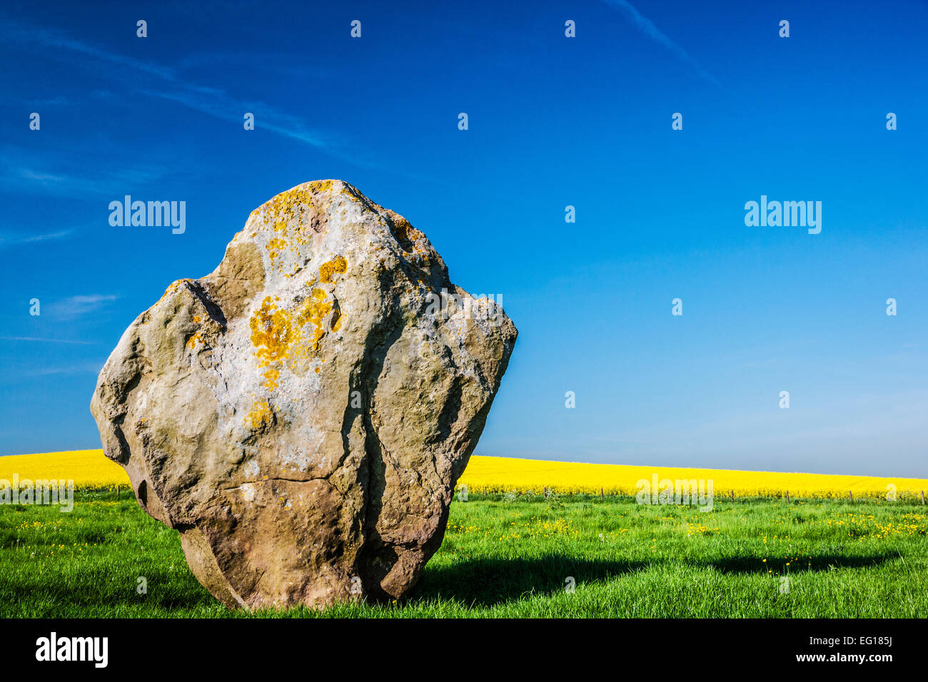 A sarsen stone standing near a field of rape in Avebury, Wiltshire ...