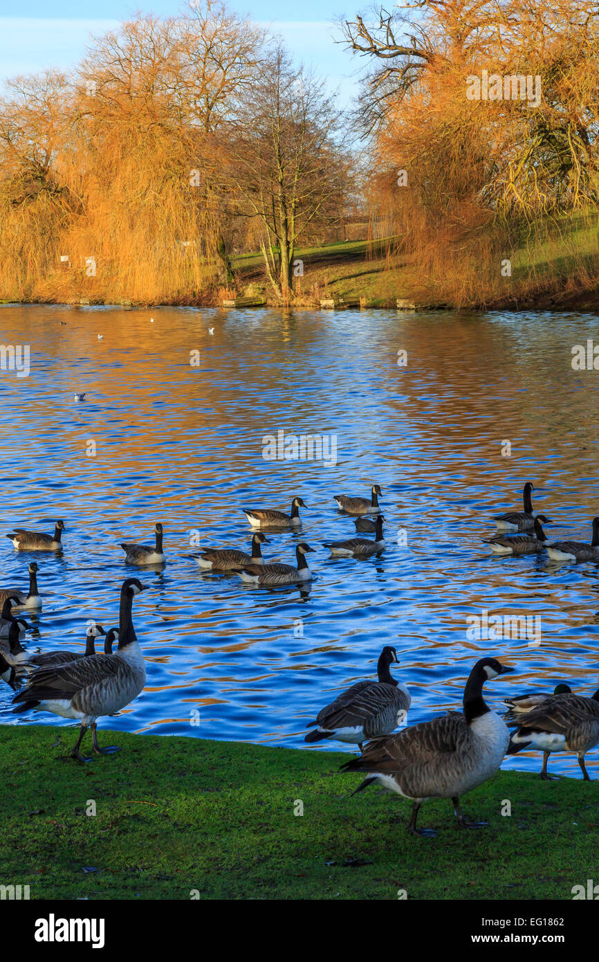 Scenic ;landscapes at Himley Hall & Park in Dudley, West Midlands - The ...