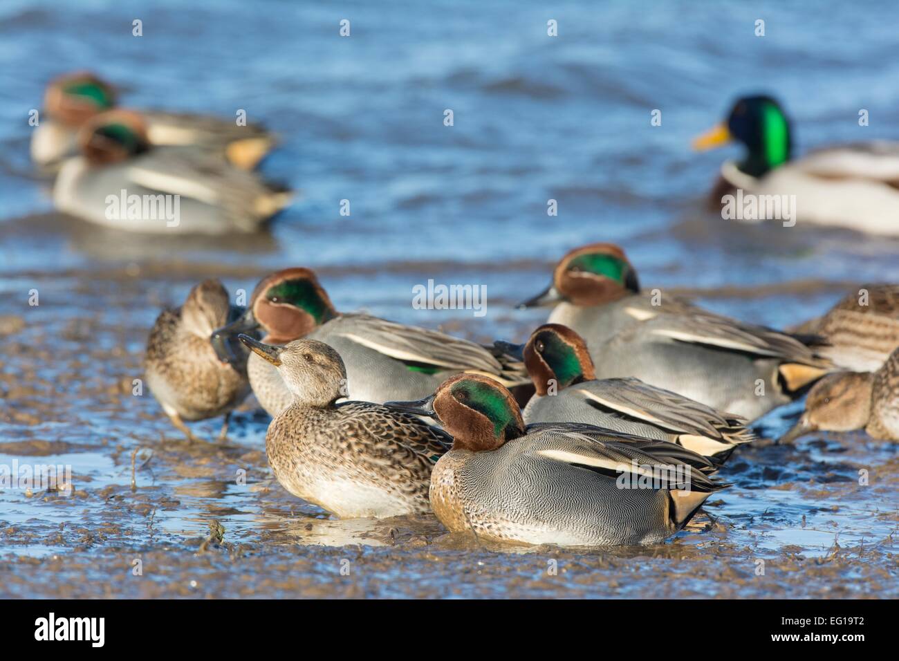 Teal Anas crecca group in muddy estuary Stock Photo - Alamy
