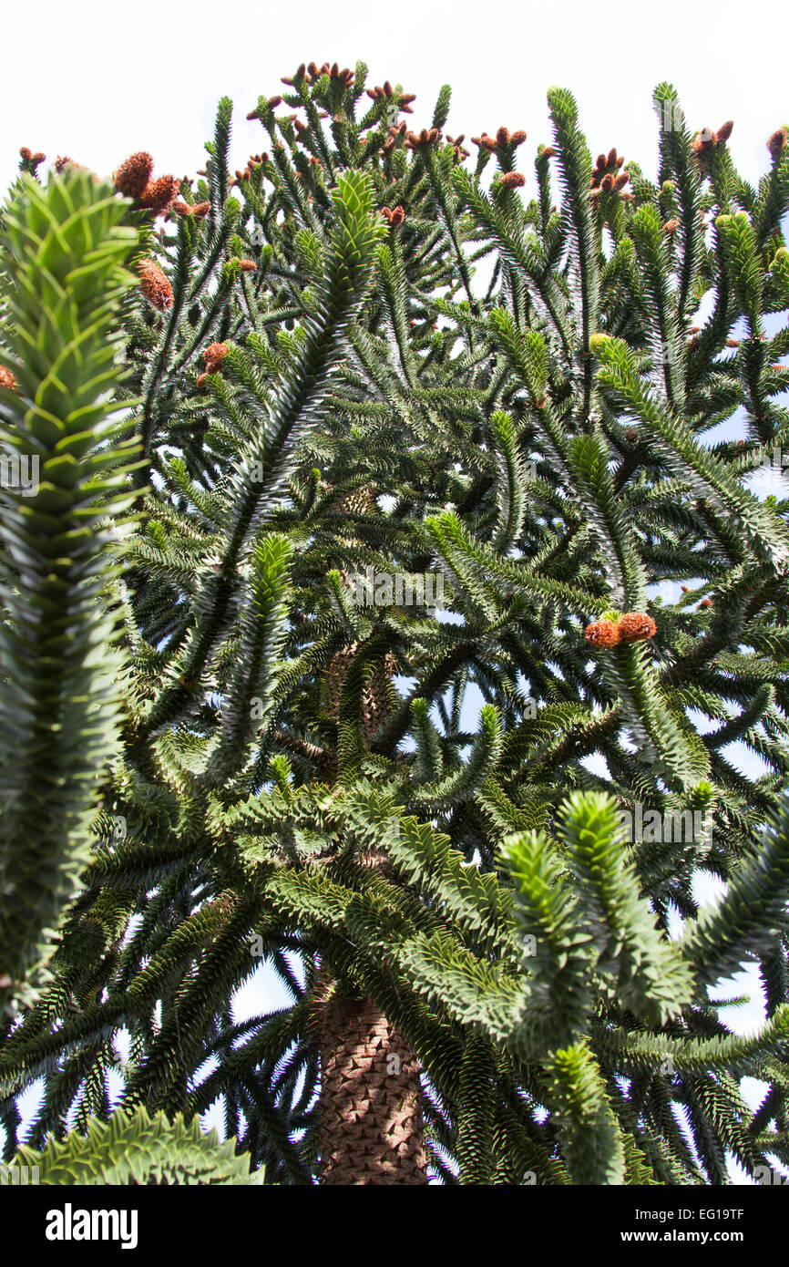 Araucaria araucana monkey puzzle hi-res stock photography and images ...