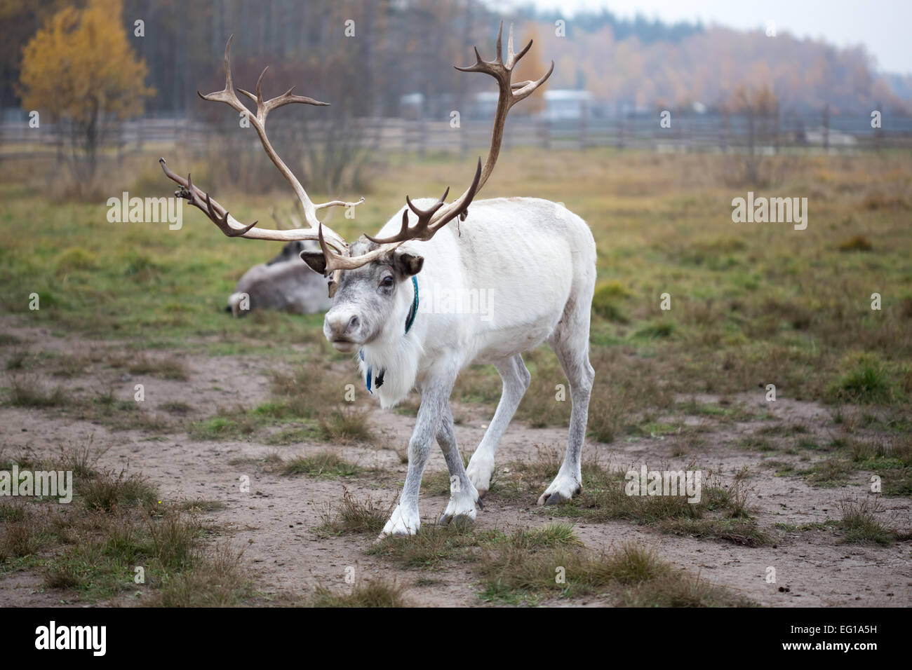 Reindeer in the paddock on the farm Stock Photo - Alamy