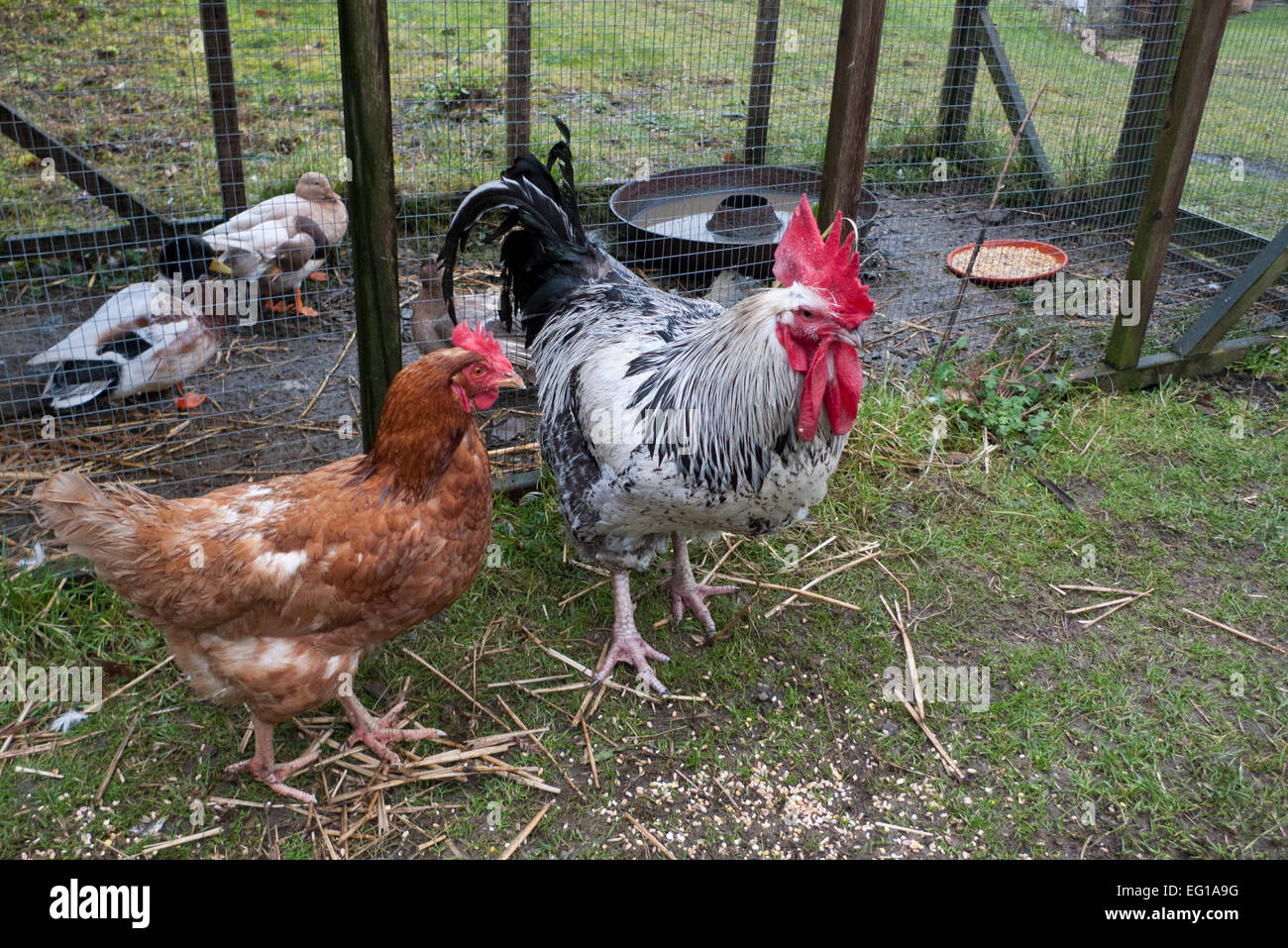 Carmarthenshire, Wales, UK. 13th February 2015. Free range chickens ...