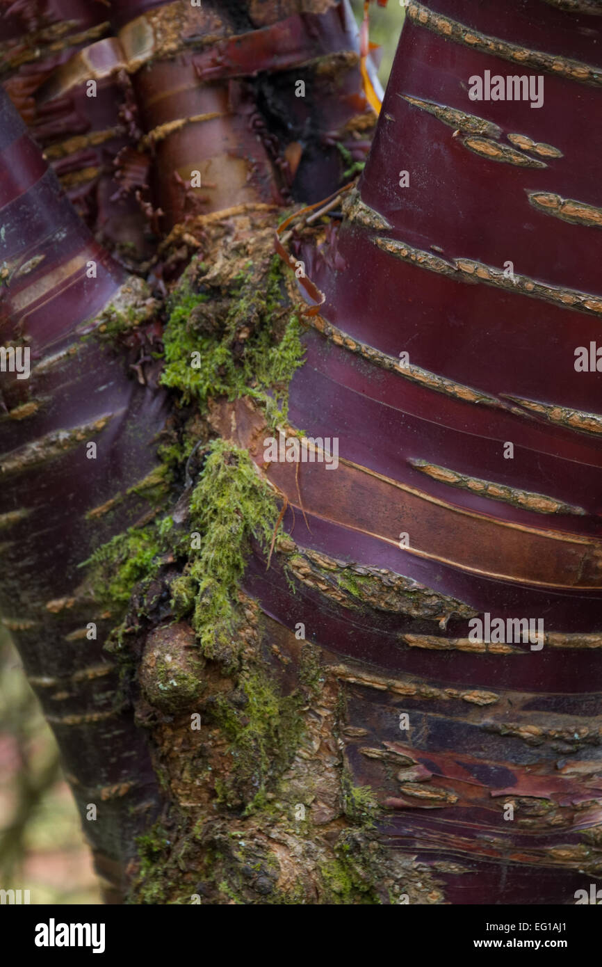 Cherry tree bark hi-res stock photography and images - Alamy