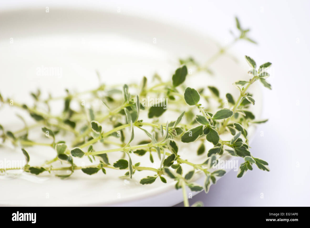 Thyme herb plant (Variegated lemon thyme) in a white plate n white ...