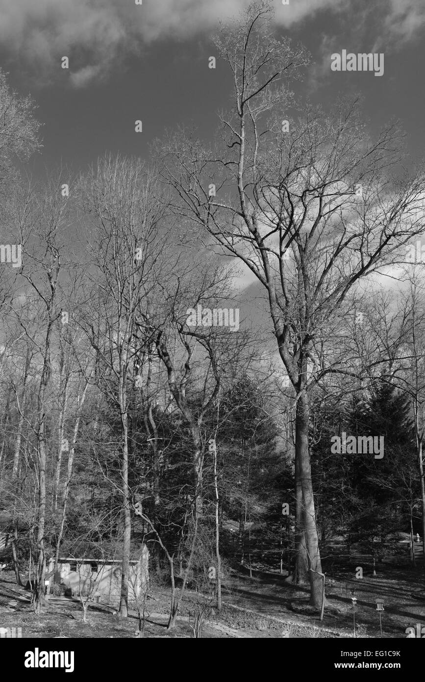Trees b&w black white hi-res stock photography and images - Alamy