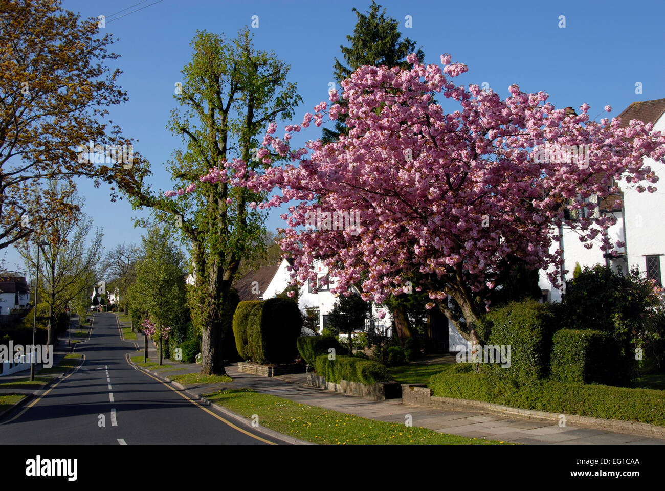 Suburban residential street in spring/early summer Stock Photo - Alamy