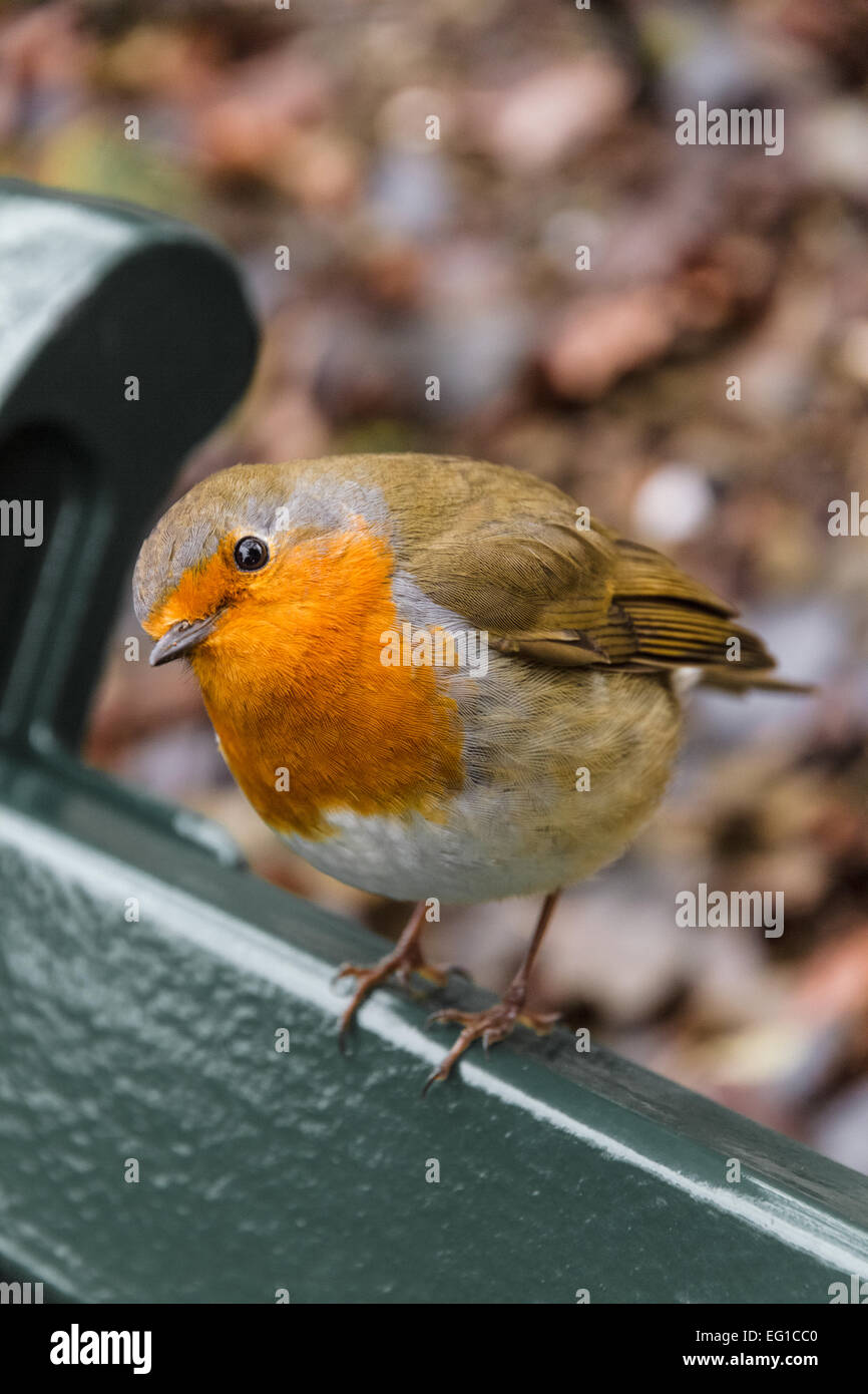 Robin garden bench hi-res stock photography and images - Alamy