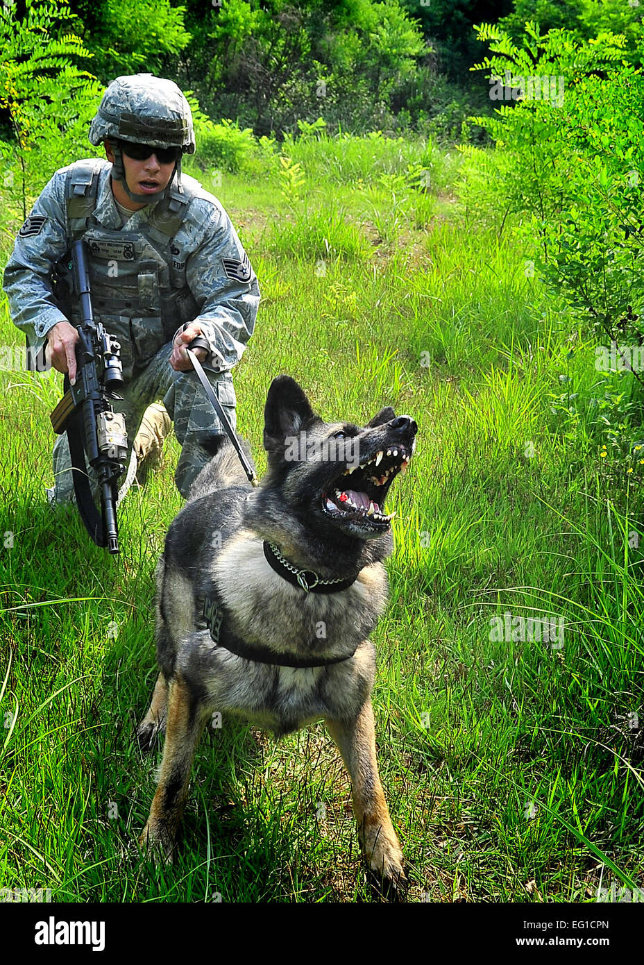 A military working dog and its Air Force handler participate in ...