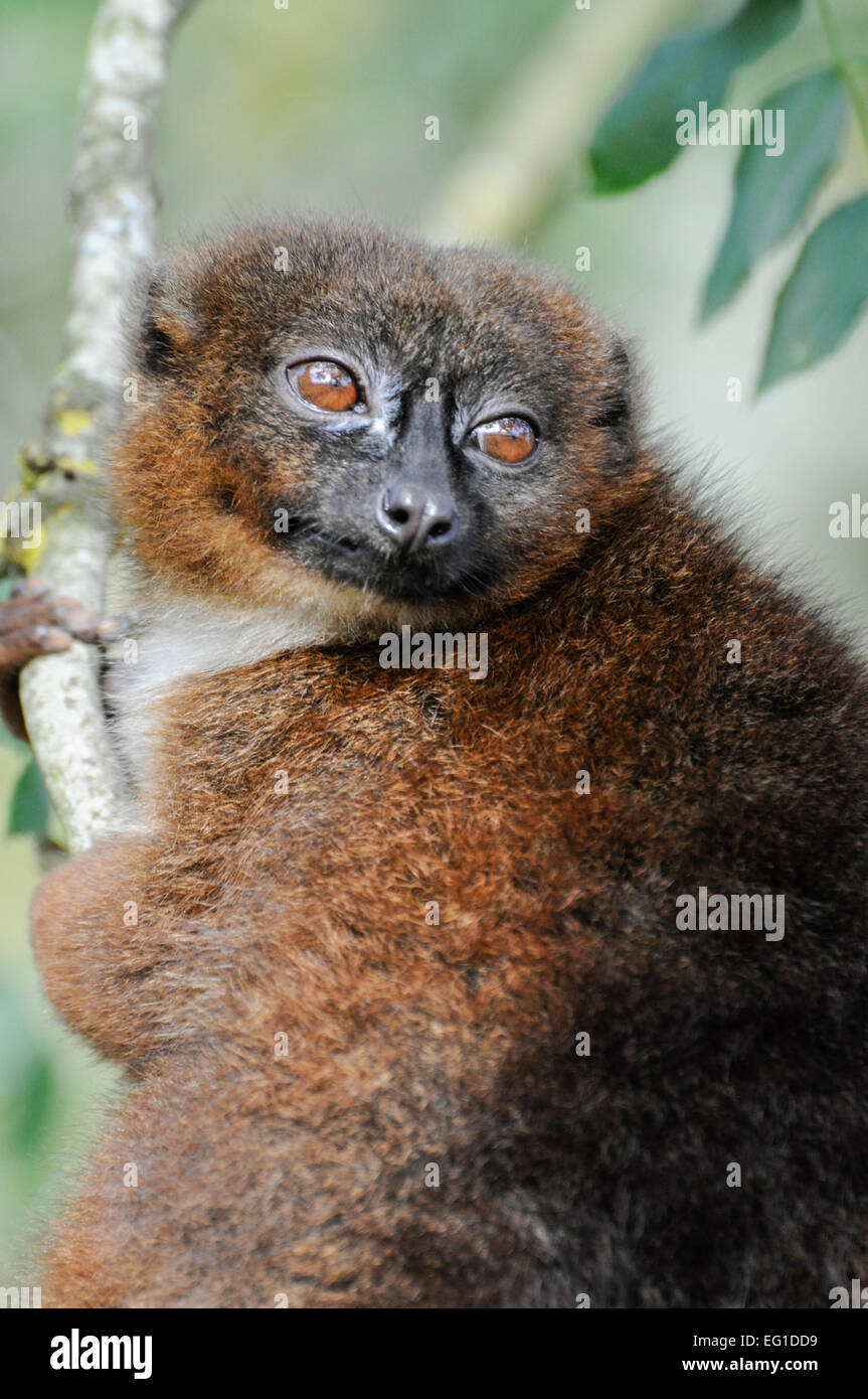 red lemur in a tree facing forward Stock Photo - Alamy