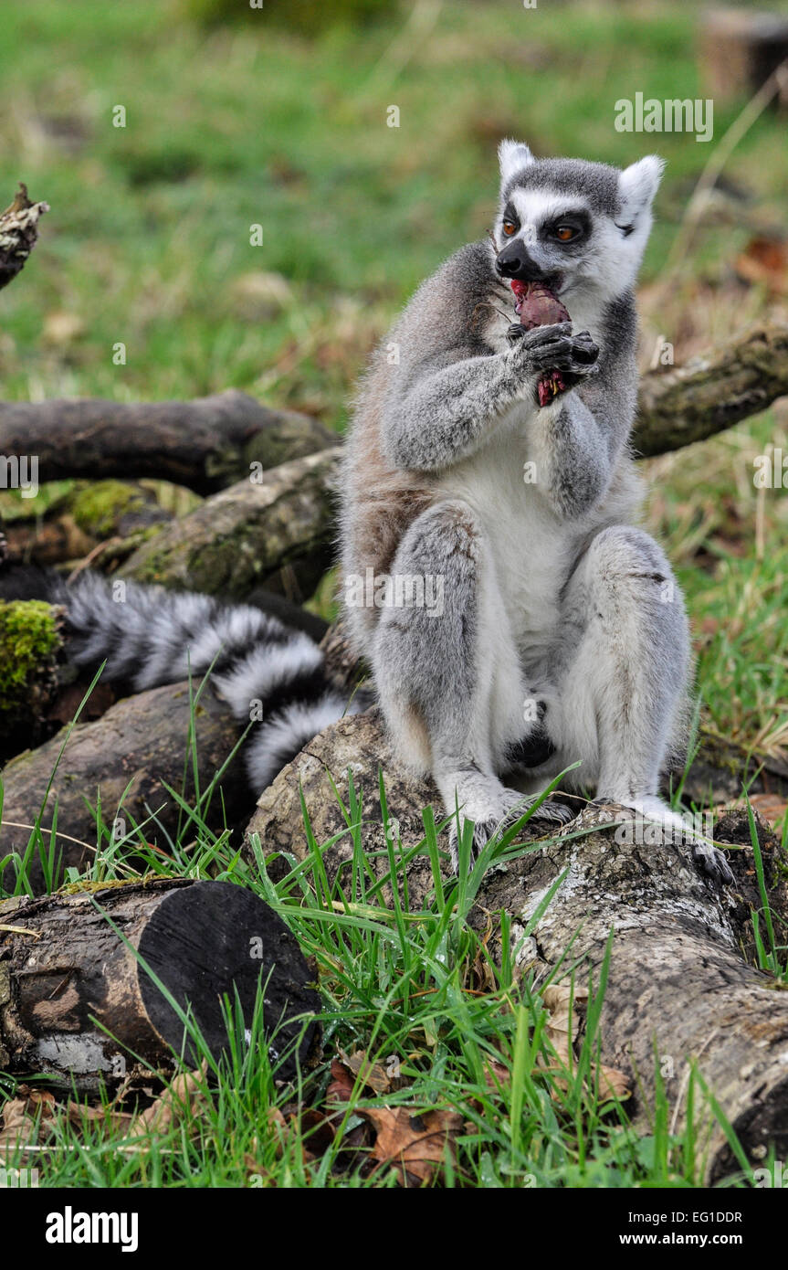 ringtail lemur on a log eating beetroot Stock Photo - Alamy