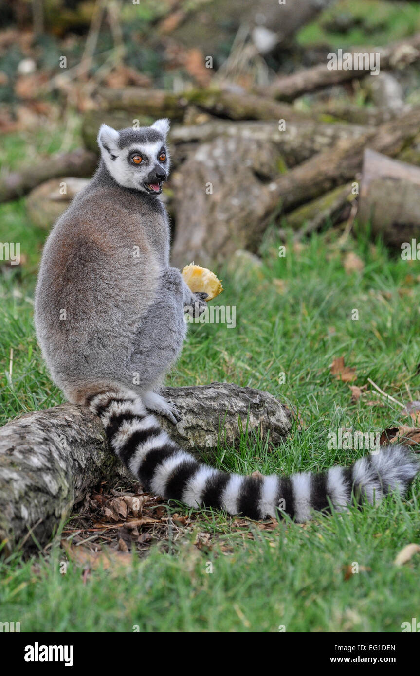 Madagascar golden fruit hi-res stock photography and images - Alamy