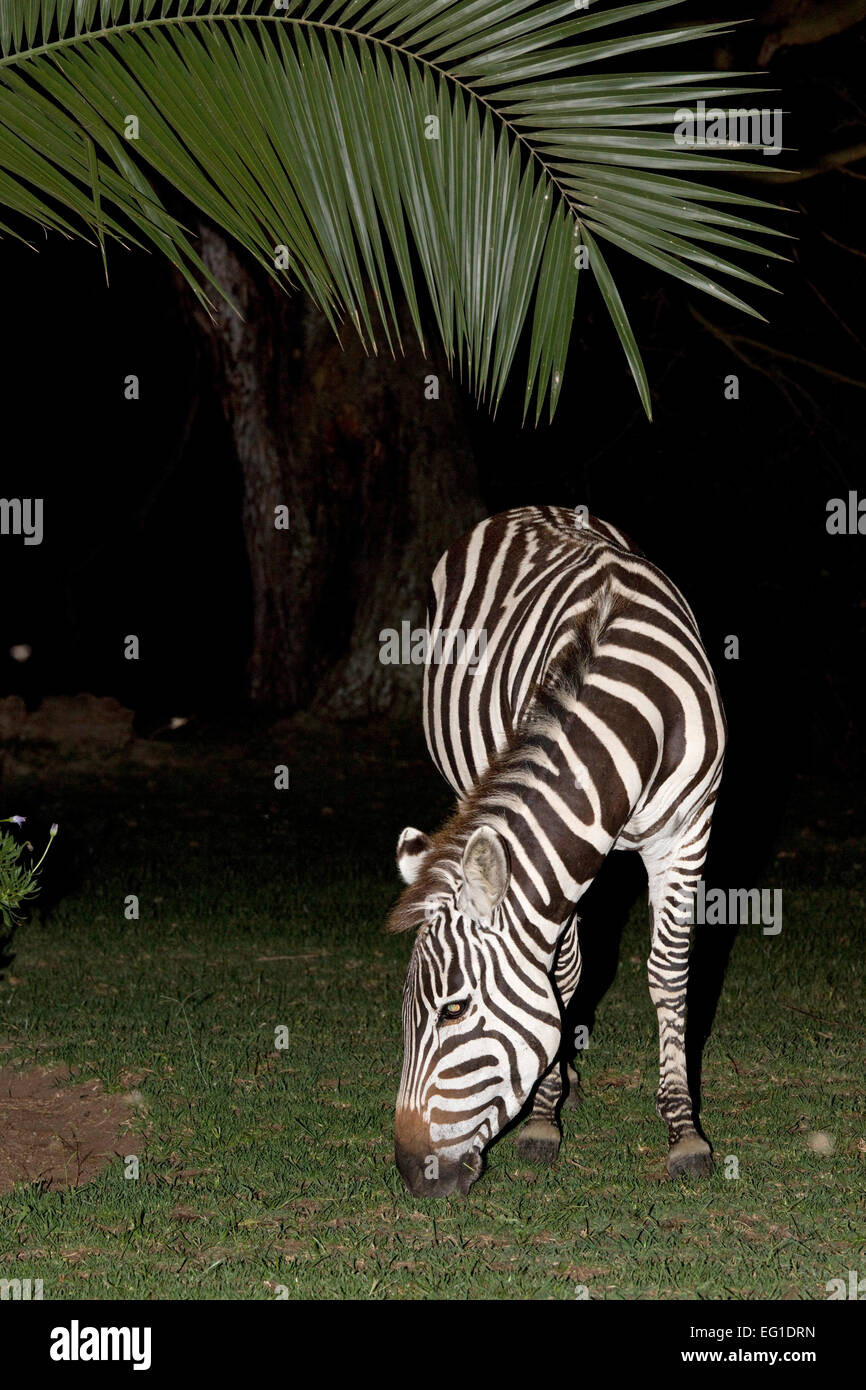 One Zebra grazing at night Elsamere Lake Naivasha Kenya Stock Photo - Alamy