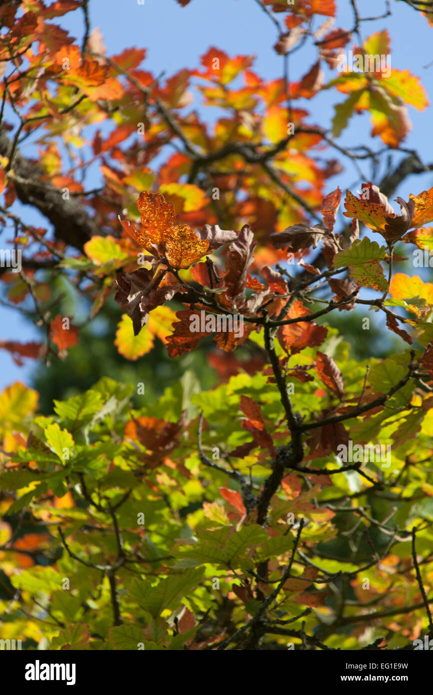 Japanese oak tree leaves quercus hi-res stock photography and images ...