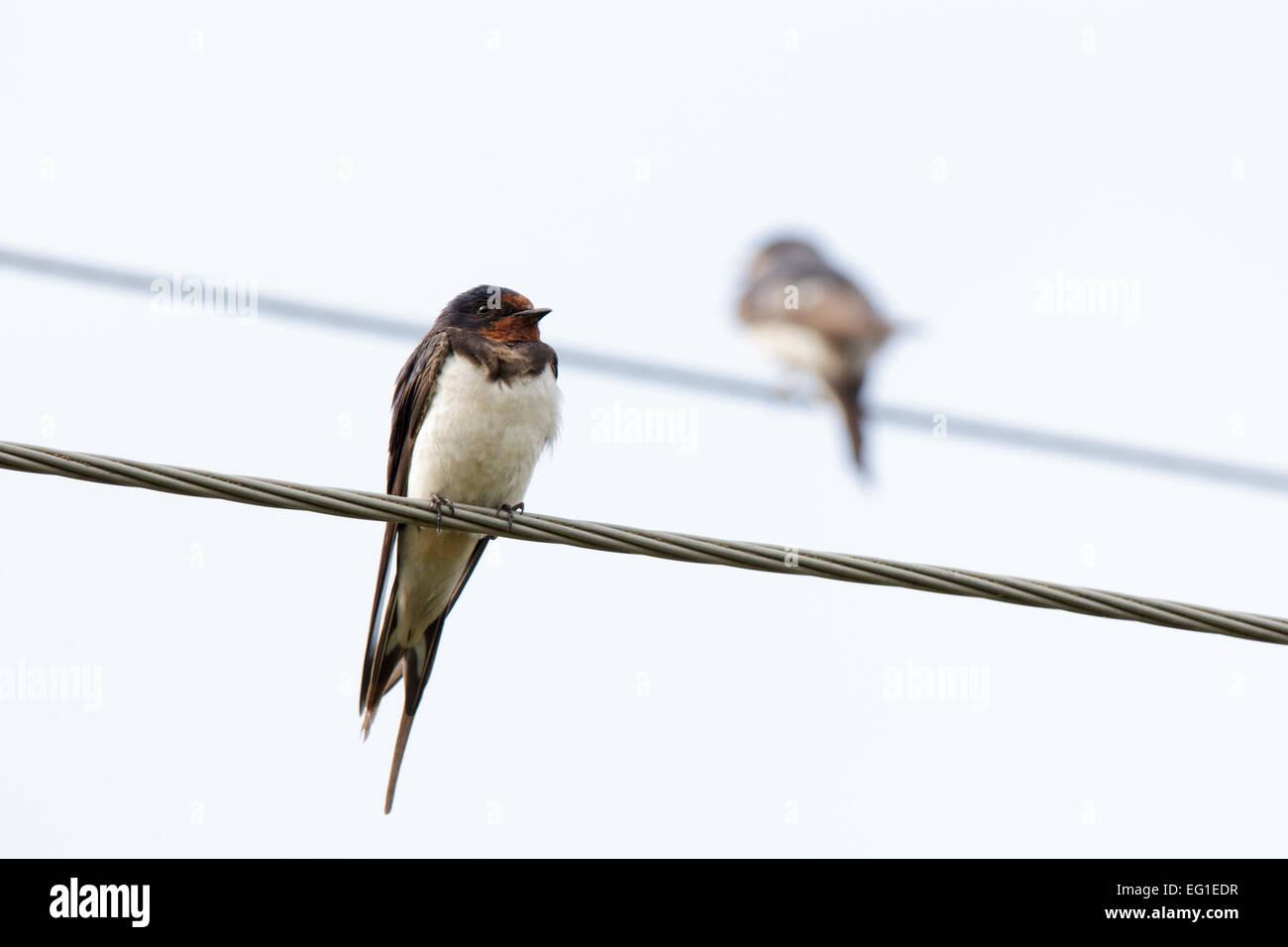 Barn swallow flock hi-res stock photography and images - Alamy