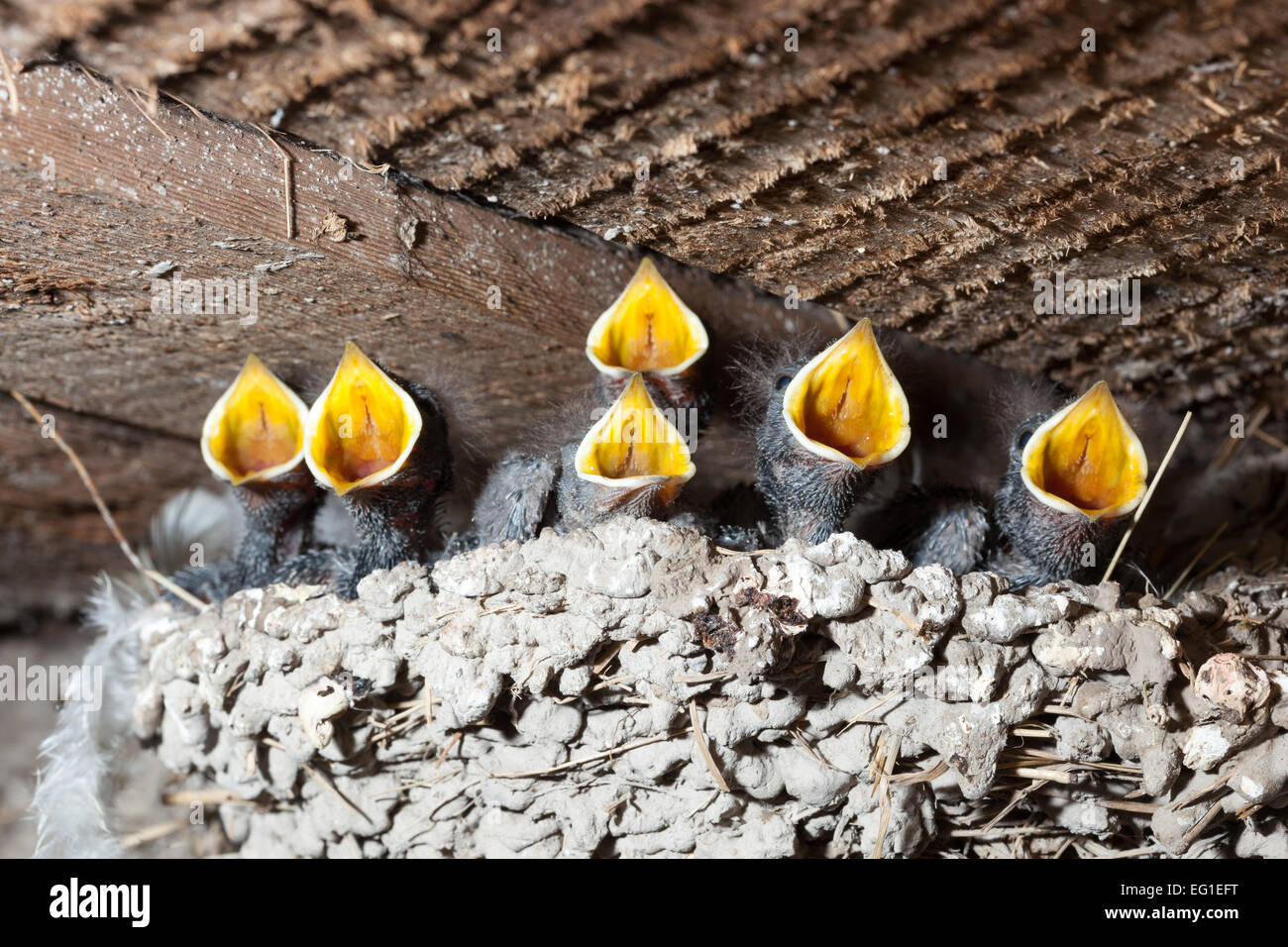 Hirundo rustica. The nest of the Barn Swallow in nature. Russia, the ...