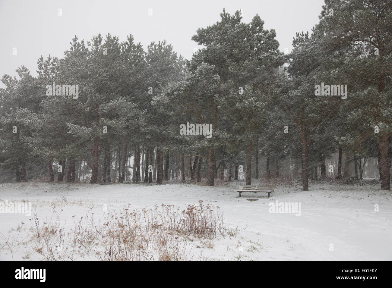 Heavy snow falling hi-res stock photography and images - Alamy