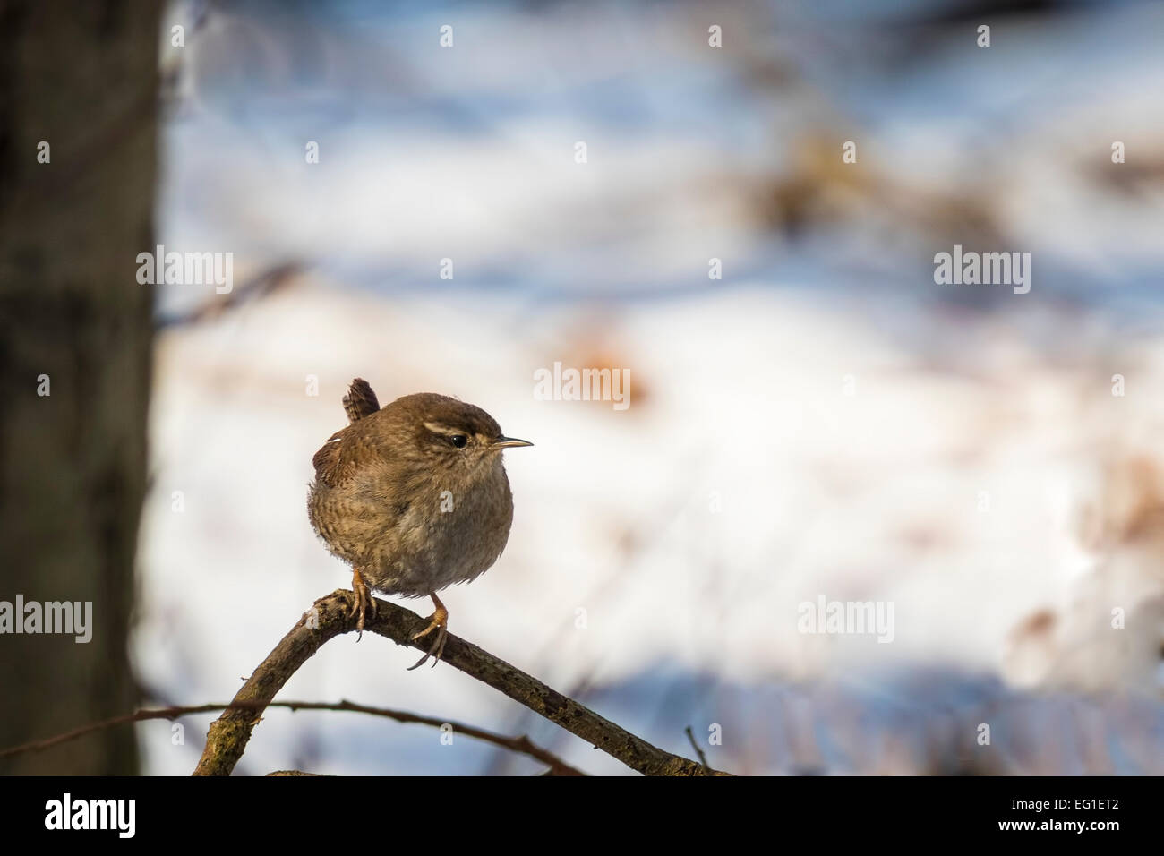 Wren environment hi-res stock photography and images - Alamy