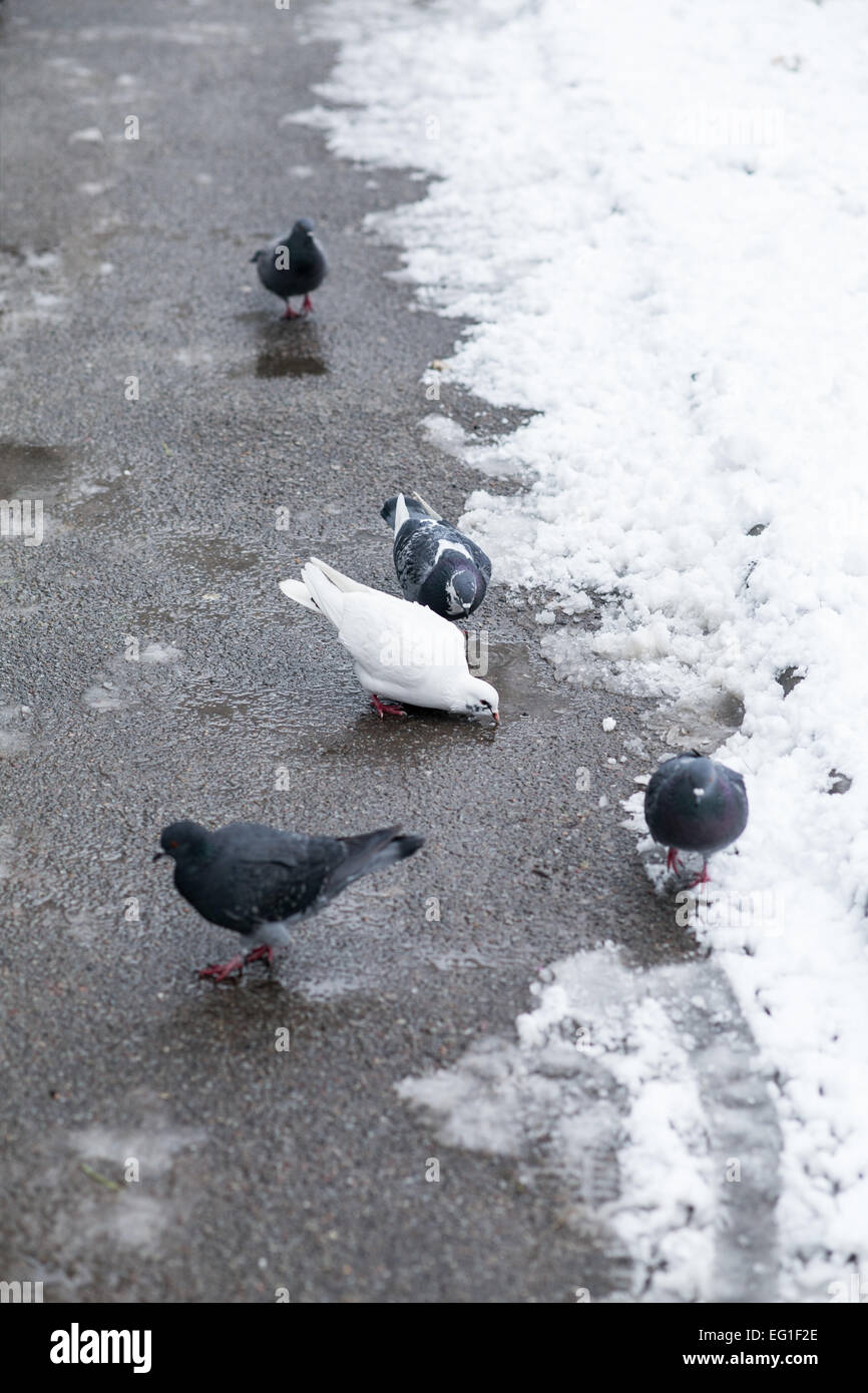 Pigeons on a road in winter Stock Photo - Alamy
