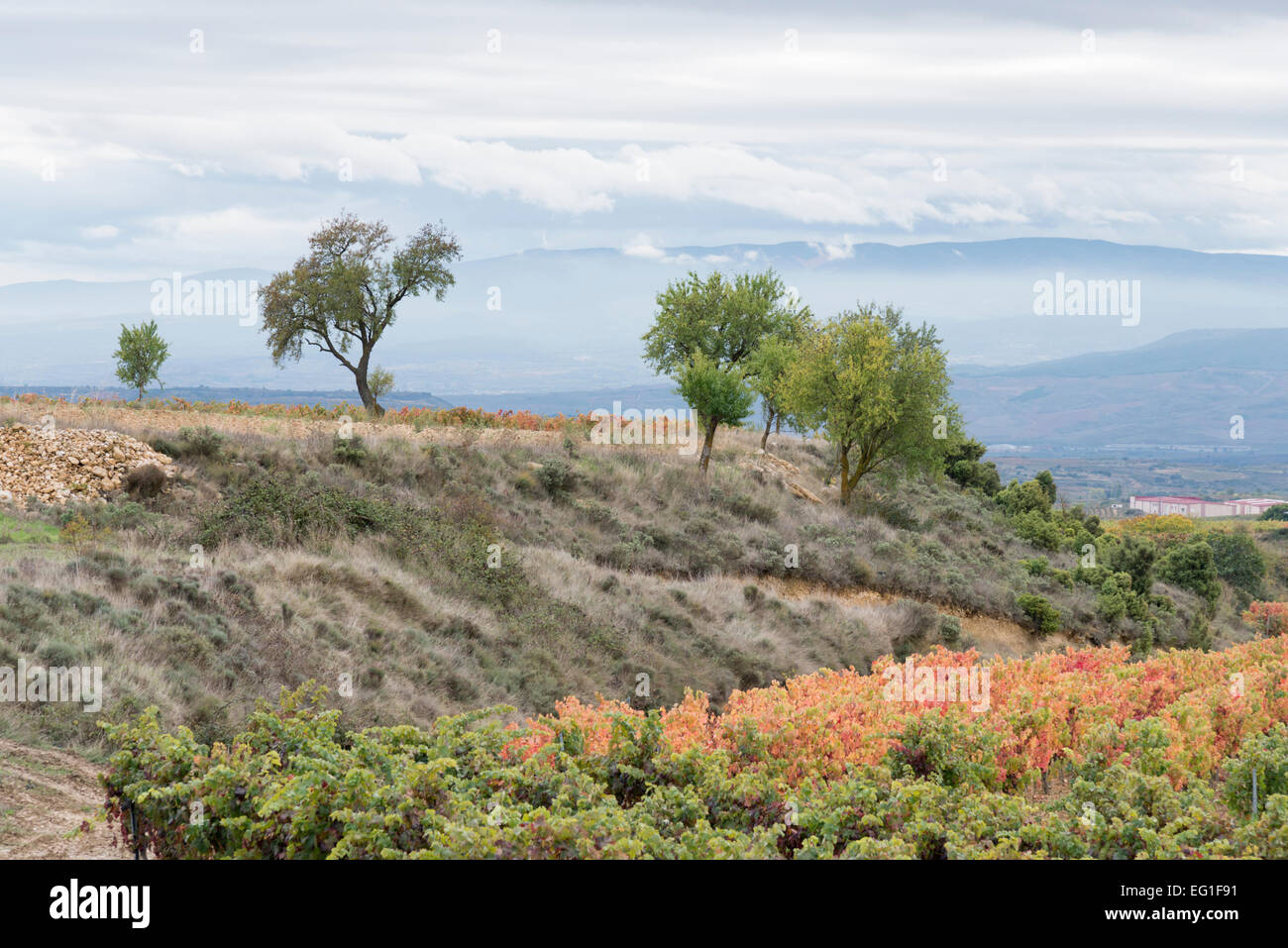 Vineyard rioja spain hi-res stock photography and images - Alamy