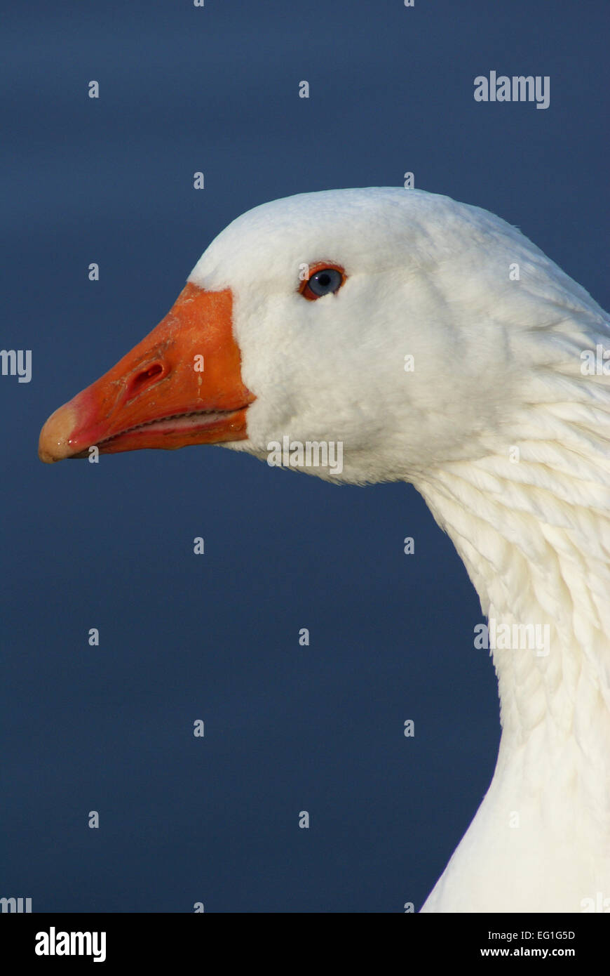 Goose white meat hi-res stock photography and images - Alamy