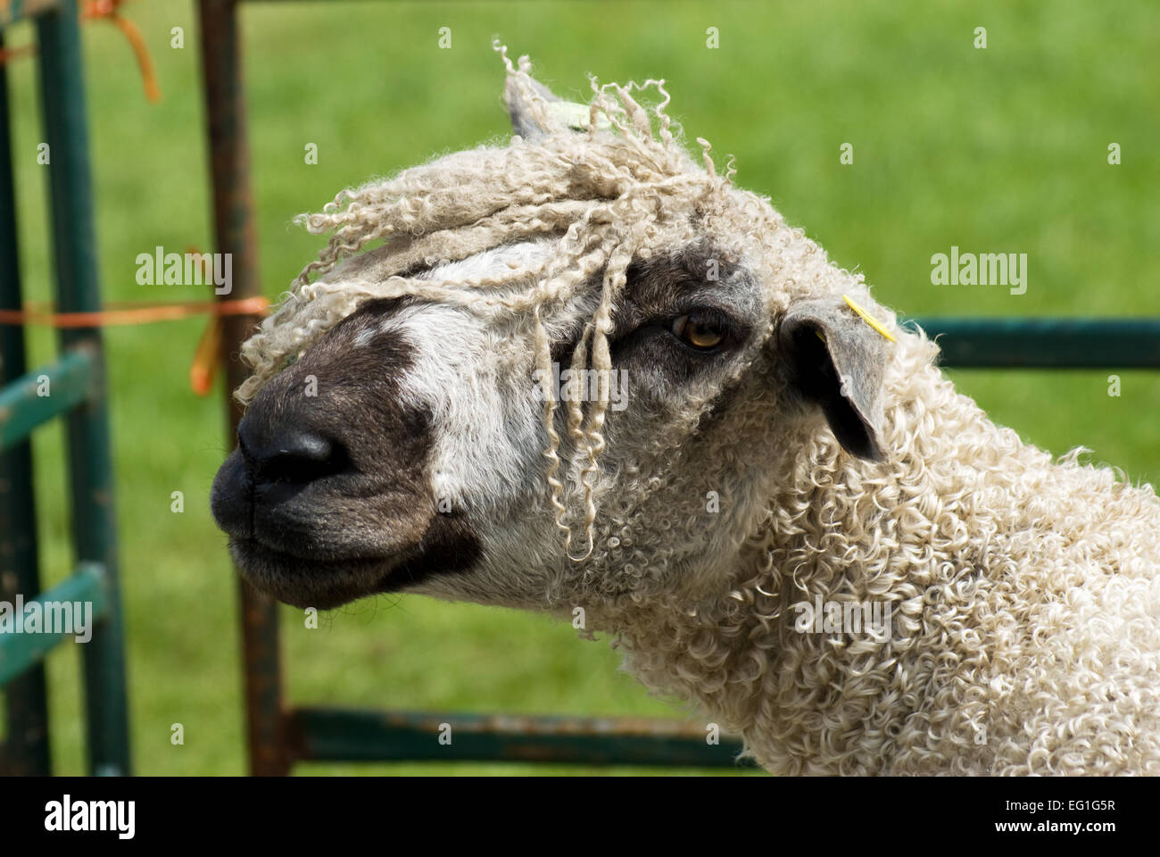 Longwool breed of sheep hi-res stock photography and images - Alamy
