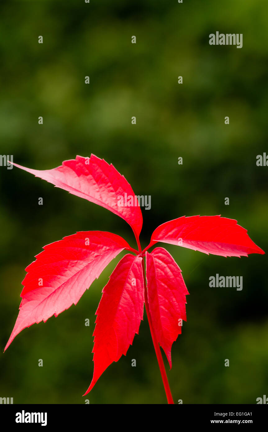 A red vine leaf against green background Stock Photo - Alamy